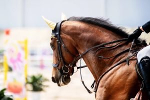 English Riding: 10 Must-Know Types for Every Equestrian 🐴