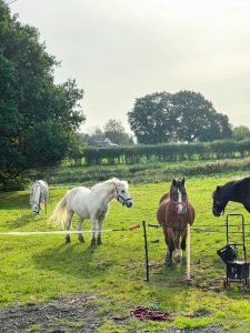 English Riding: 10 Must-Know Types for Every Equestrian 🐴