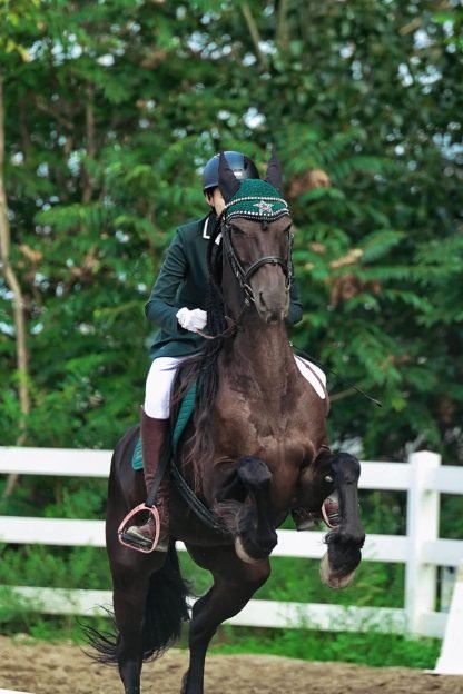 English Riding: 10 Must-Know Types for Every Equestrian 🐴